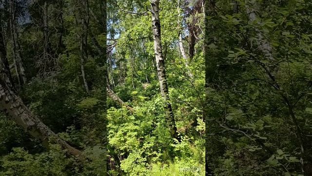 Байкал, Листвянка, Дендропарк, 19 июня 2025 года