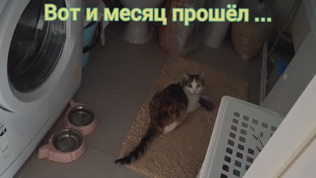 Месяц дома / Приручение дикой кошки Феши / Как это было