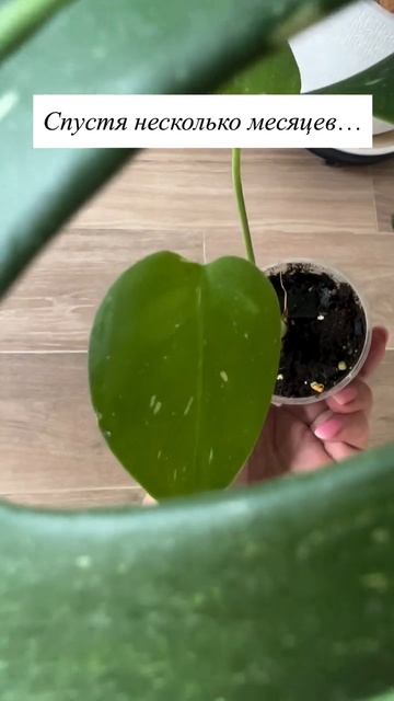 Монстера до/после