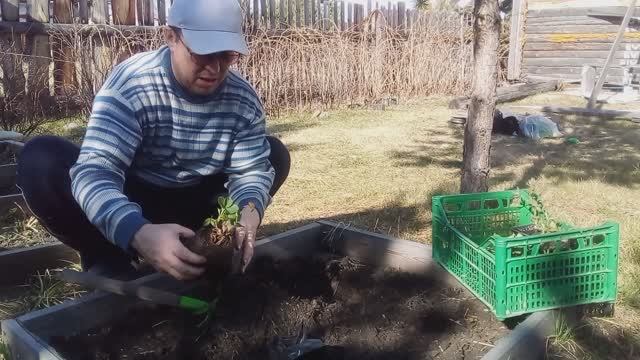 07,05,2025 посадил капусту брокколи, жимолость и викторию