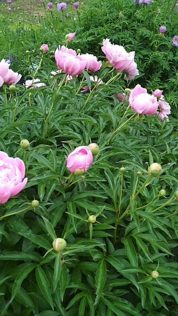 ПИОНЫ The road of FLOWERS-the Life of a BEE ,жизнь ПЧЕЛЫ -дорога цветов