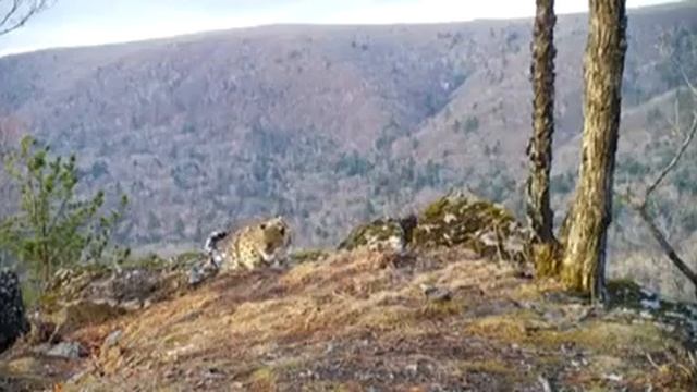 Видео из фото-ловушки_Животный мир края
К дню рождения Николая Дроздова!