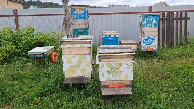 Начала цвести липа. План работ до и в момент наступления основного медосбора