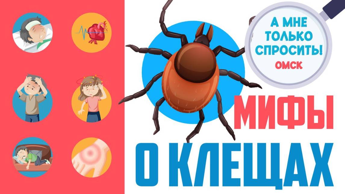 Клещи прыгают с деревьев и выбирают жертву по группе крови — мифы и правда. «А мне только спросить»