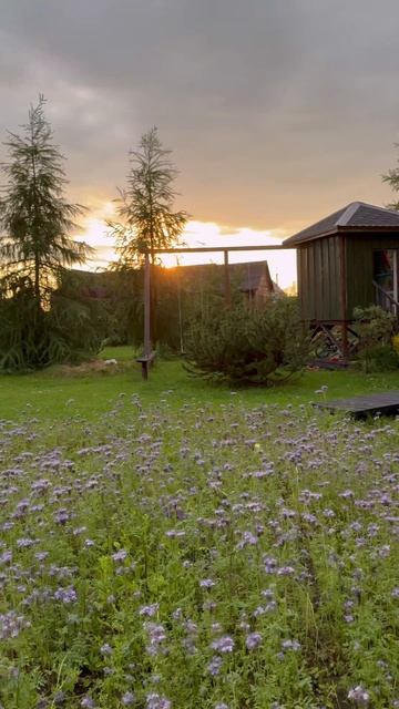 Летний вечер