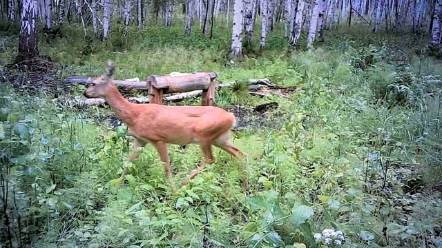 Лоси и косули