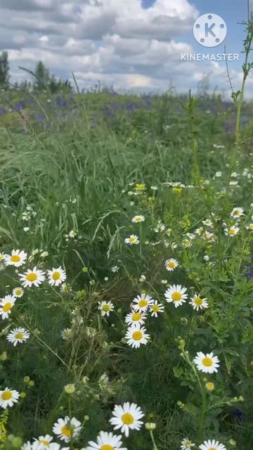 Бескрайние луга Белгородчины 🌾🌻Красота вокруг нас!!!