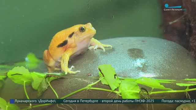 Лягушки-помидоры Петербургского океанариума