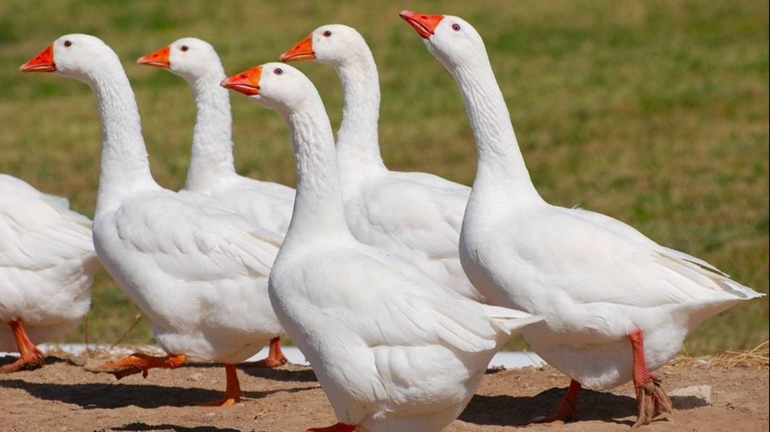 Звуки гусей. Звуки природы