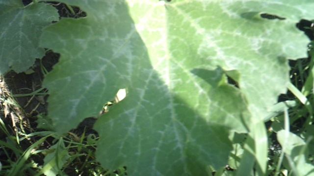 Наш первый кабачок (сорт Цукеша) - обзор - авторский опыт