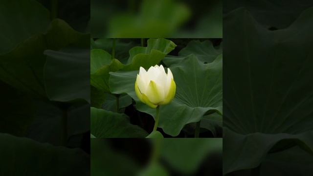 Джап Джи Сахиб - Мул Мантра 11 повторений в исполнении Снатам Каур