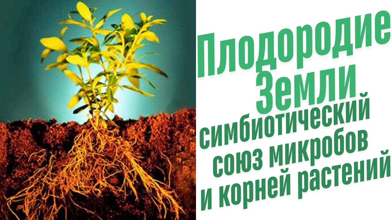 Влияние микроорганизмов на растения.