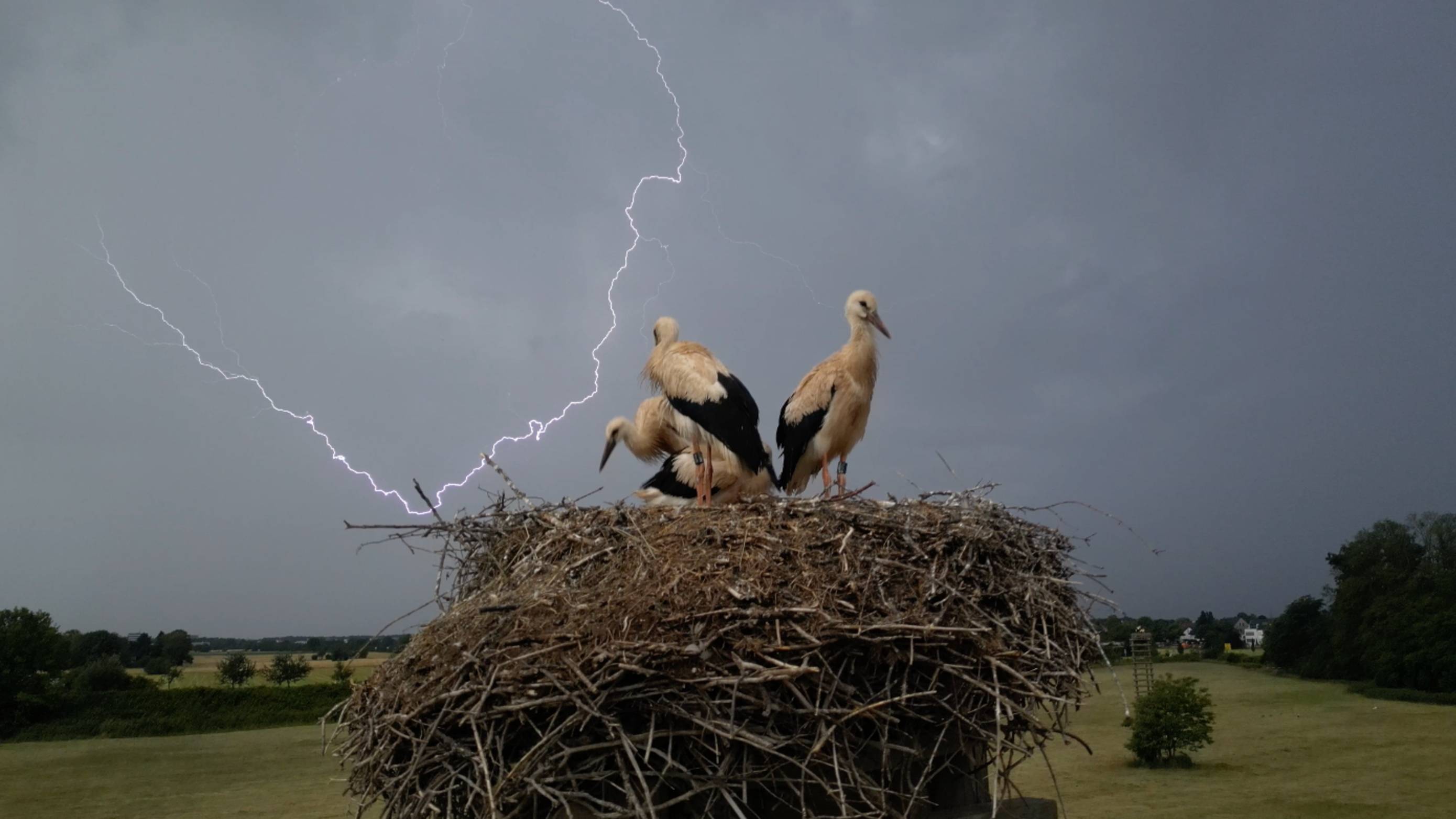 невозмутимое спокойствие