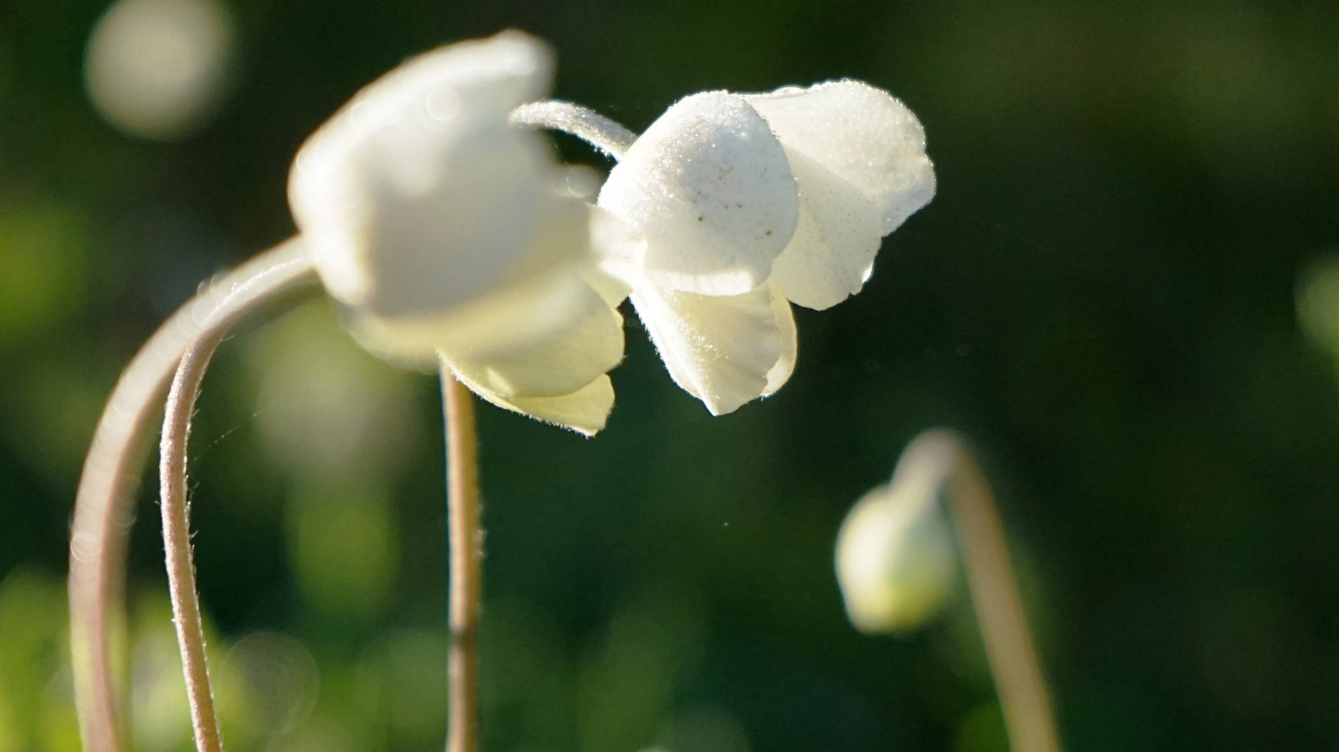 Шумак . Россия.  Сибирь. Минеральные источники..   Восточные Саяны