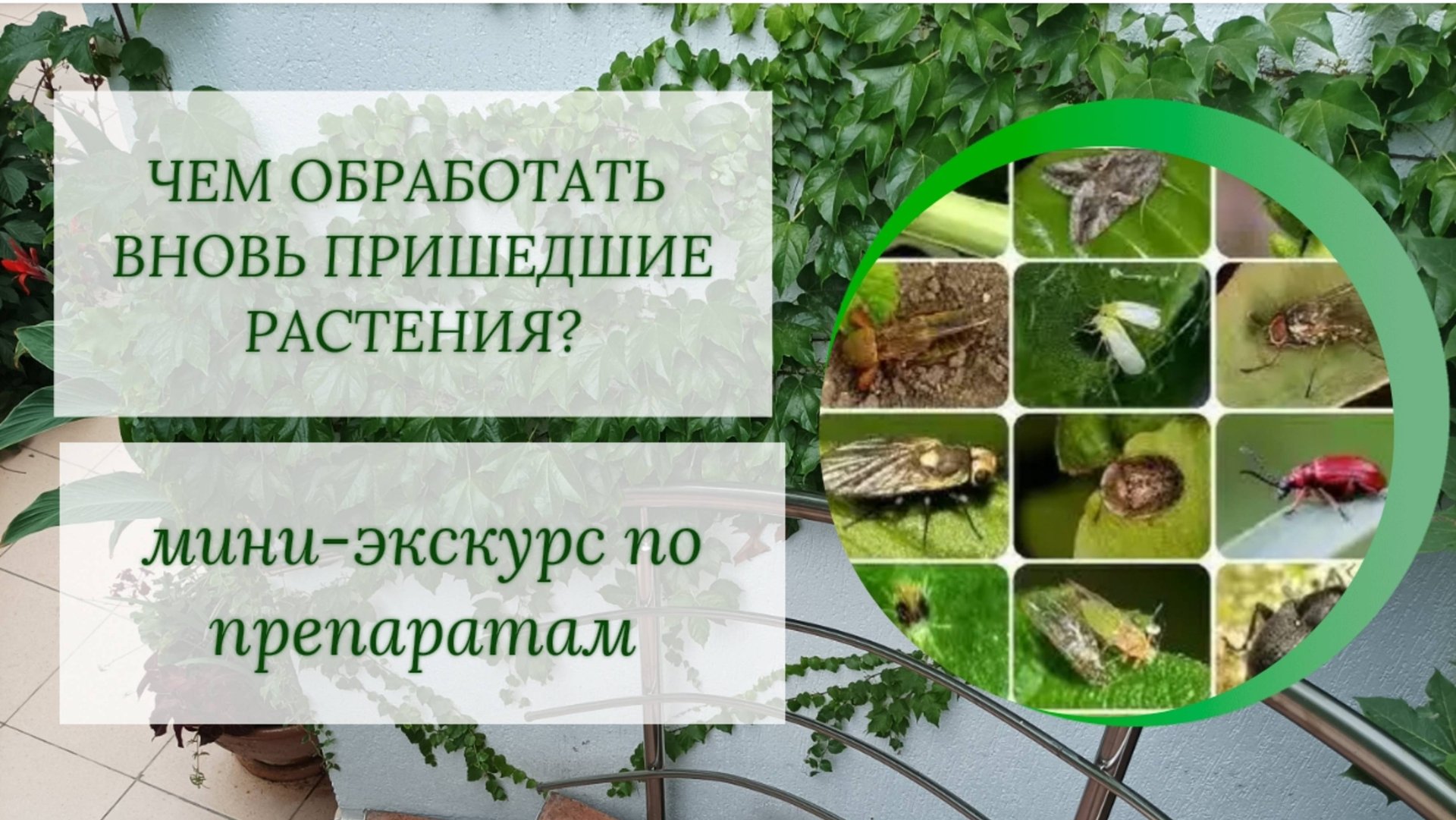 Чем обработать новые растения? Мини-экскурс по препаратам. Специально для тех, кто не в телеграмм.