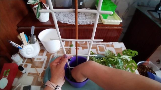 Монстера Манки Маск. Пересадка.