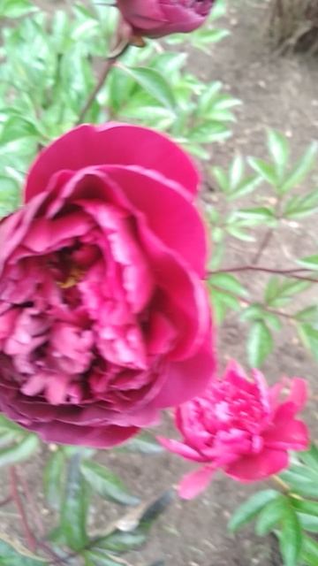 ПИОНЫ The road of FLOWERS-the Life of a BEE ,жизнь ПЧЕЛЫ -дорога цветов