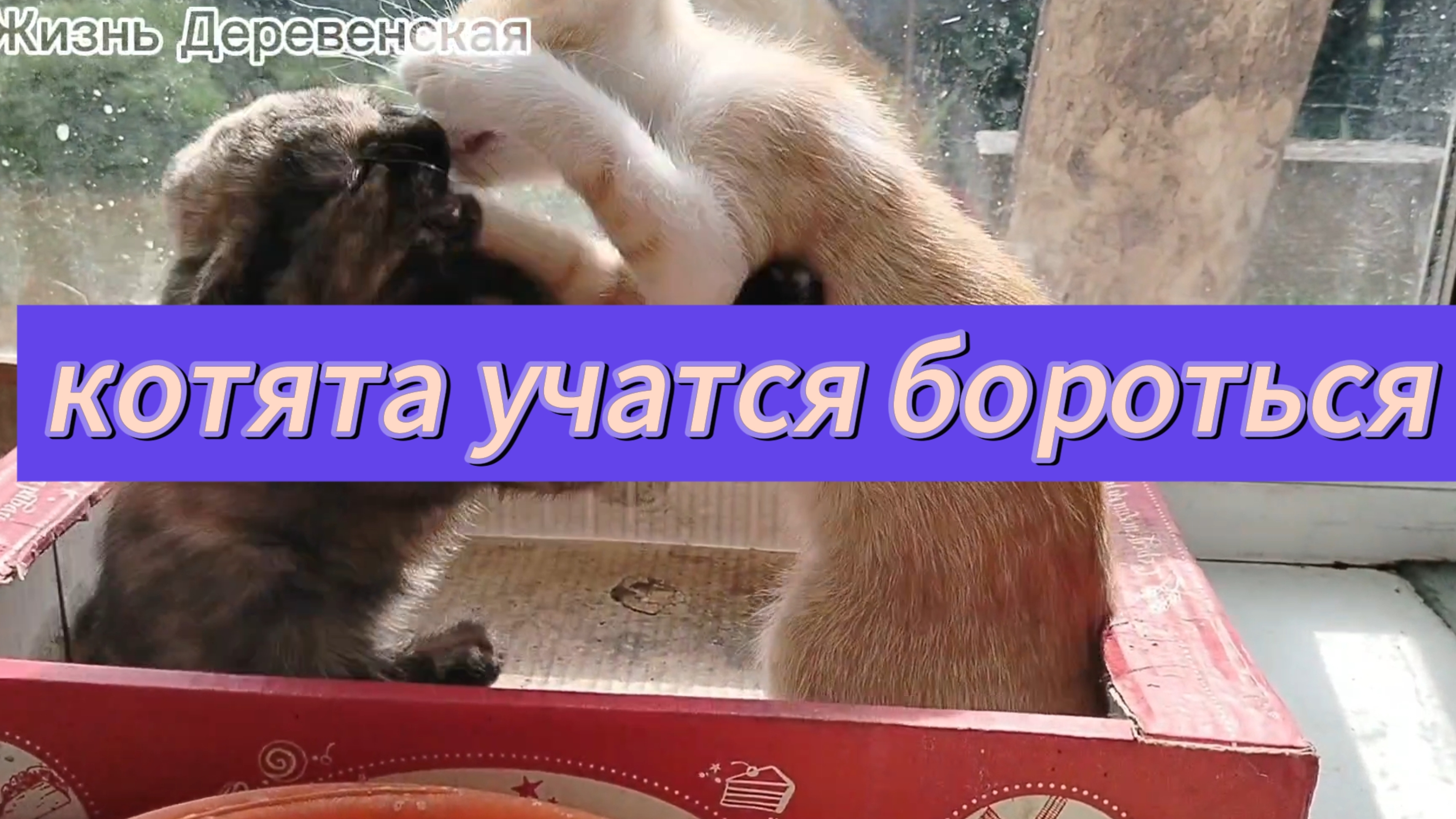 Котята нарабатывают навыки борьбы