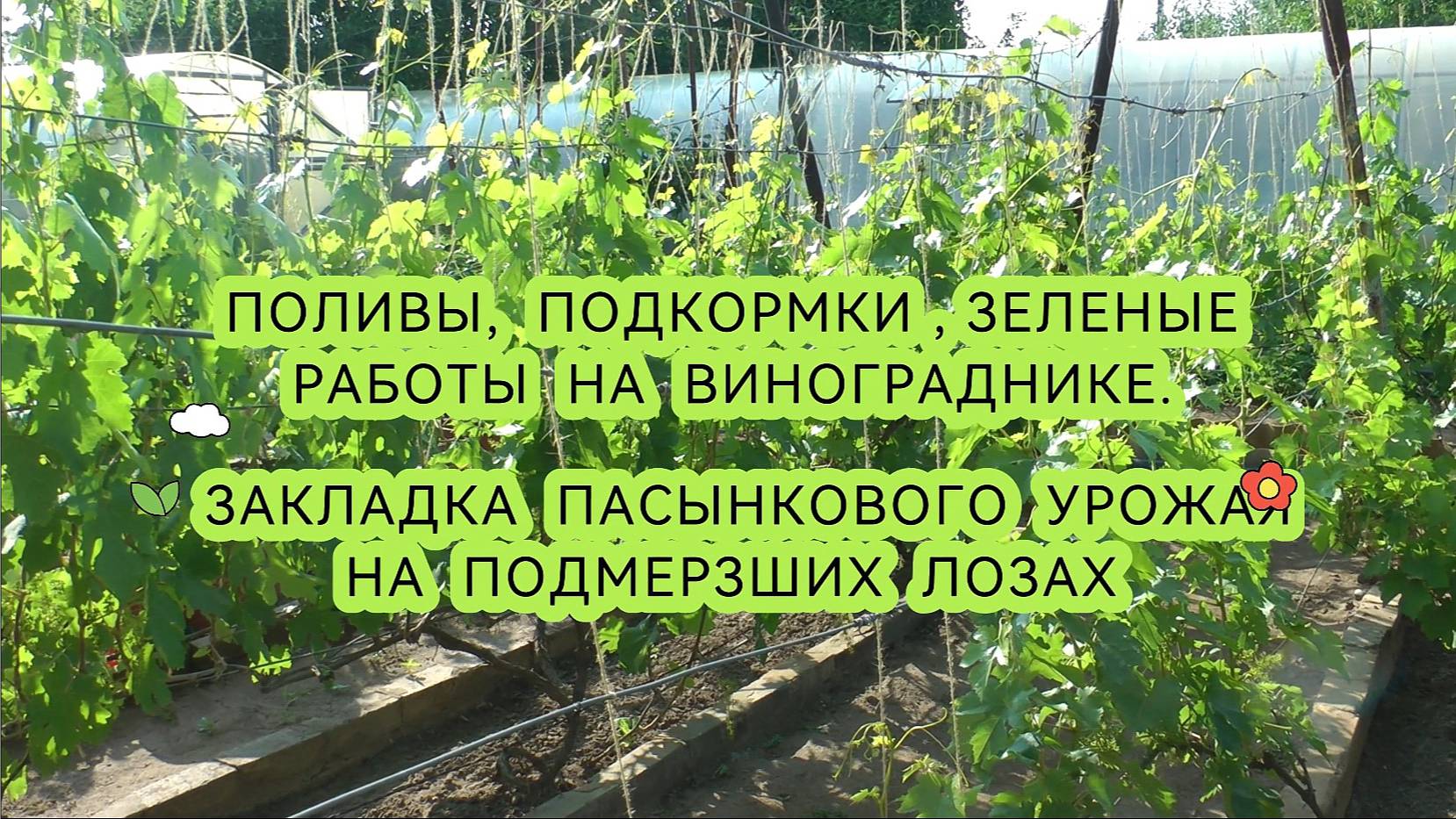 Поливы, подкормки, зеленые работы на винограднике. Закладка пасынкового урожая на подмерзших лозах.