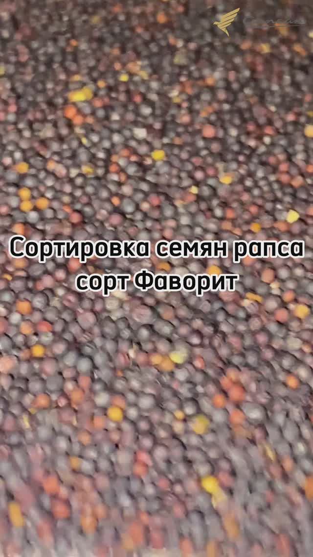 Сортировка семян рапса на воздушно-решетном сепараторе Сапсан