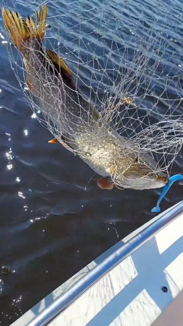 База отдыха «Щукино»: Ловля щуки