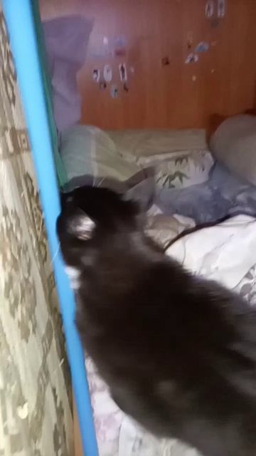 Кошка на кровати-базе