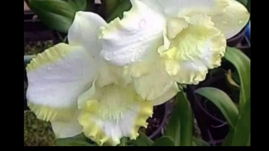 П-14.Ч-1. Ден. White doremee пришёл без корней  и без новых ростиков. Посадка и реанимация.