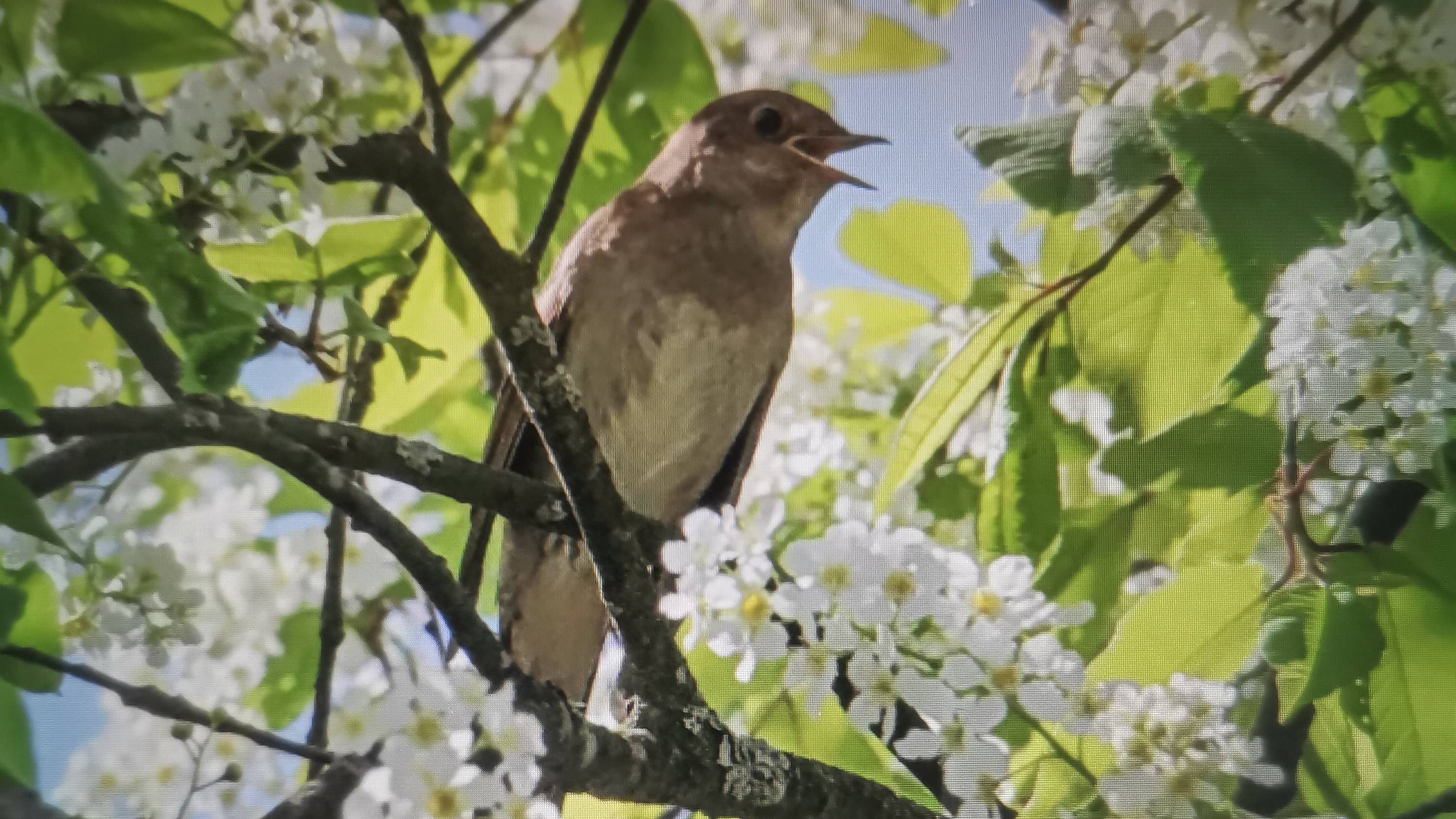 Ты воспой в саду, соловейко