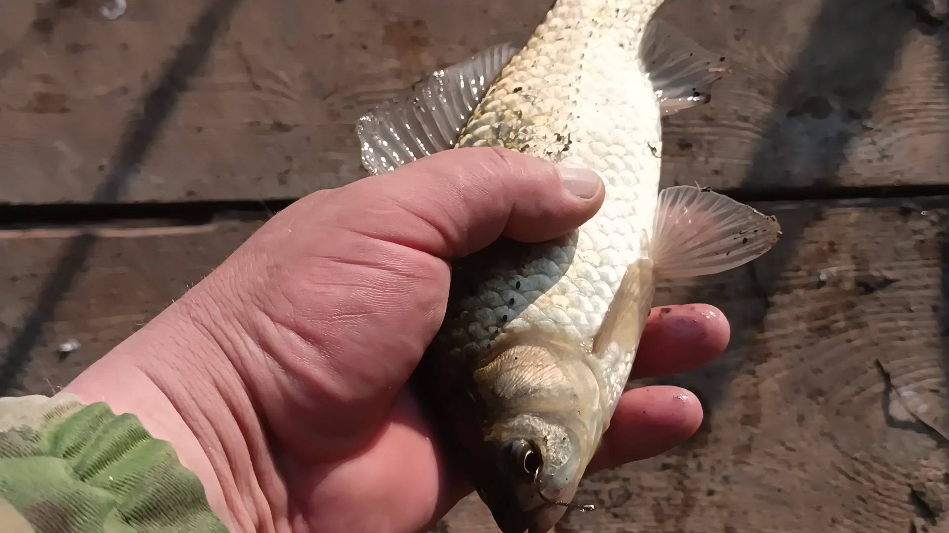 РЫБАЛКА НА ПРУДУ! КАРАСЬ НА ПОПЛАВОК!