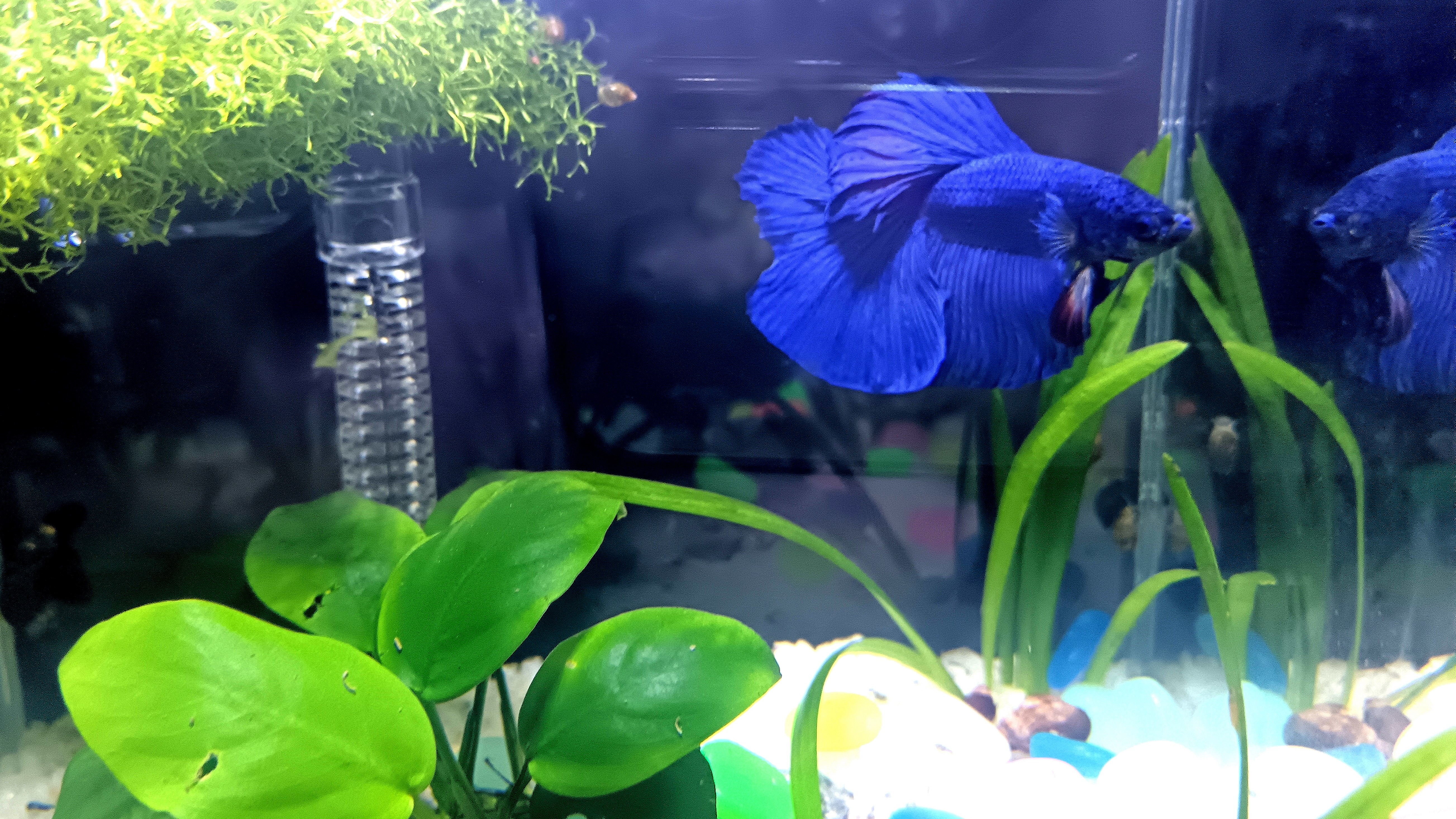 Мини-аквариум 5 литров для Тимофея