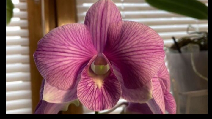 П-2.Ч-13. Дендробиум Удар молнии 79 дн. после получения. Темп развития соответствует размерам