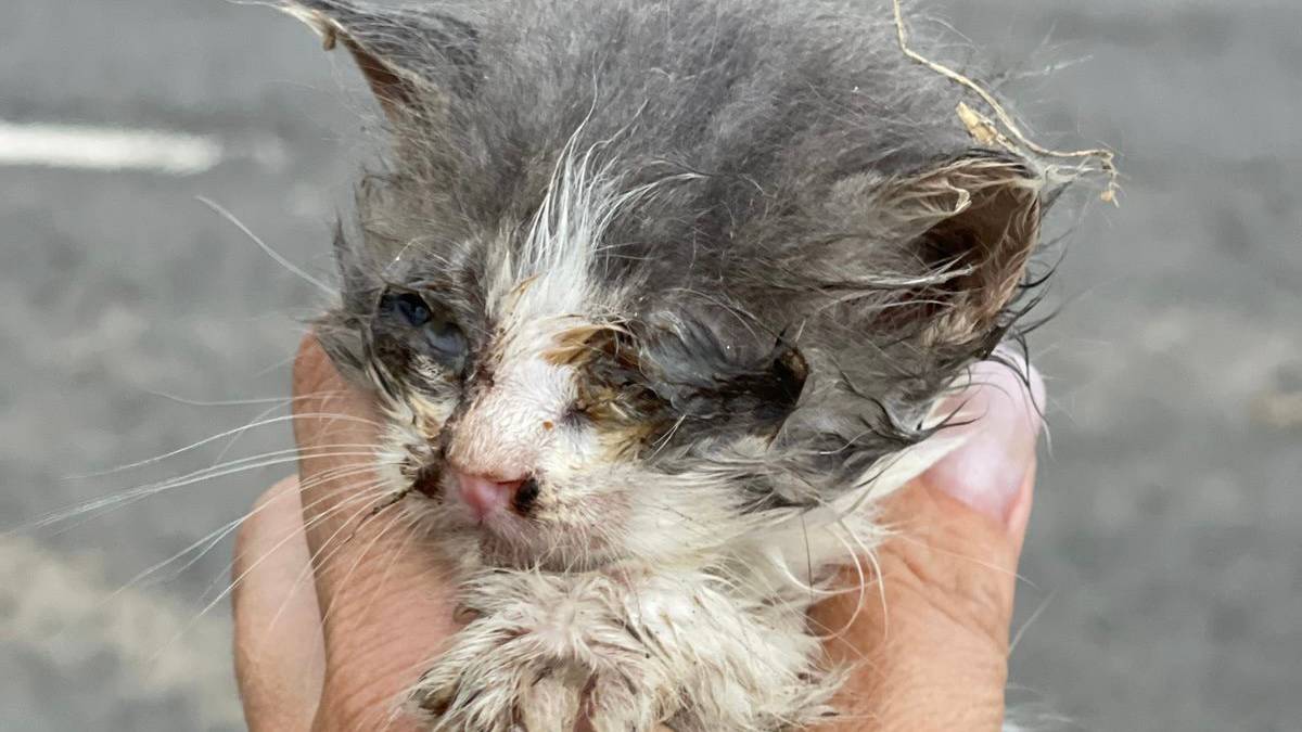 Кнопочку спасла  собака