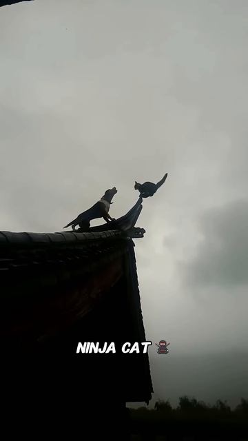 Ninja Cat 🥷 #cat #funny #funnycats #catvideos #pets #ninja #kitten #animals #fyp