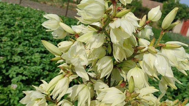 20 июня 2025 растения в соку.mp4