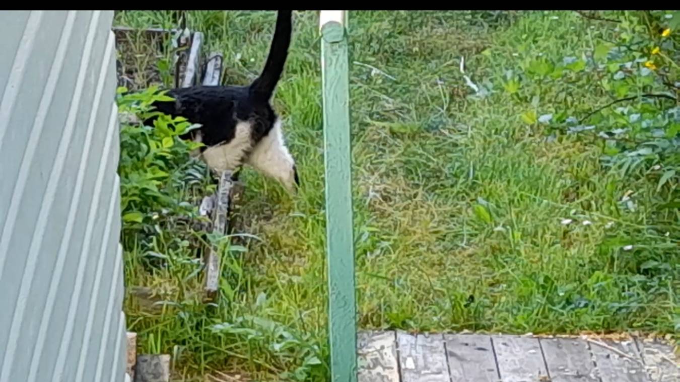 20250620_072353 Возвращение Мити... Утро 7-20. Митенька, даже чайку не попьёшь? Часть 3