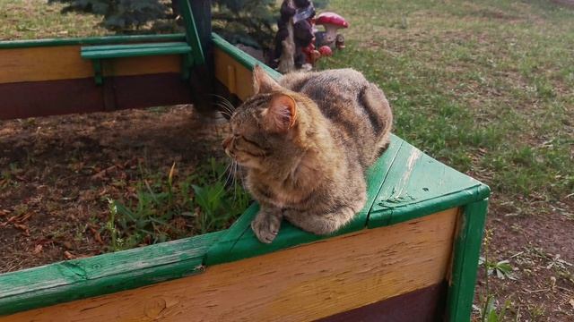 Красивая кошка отдыхает