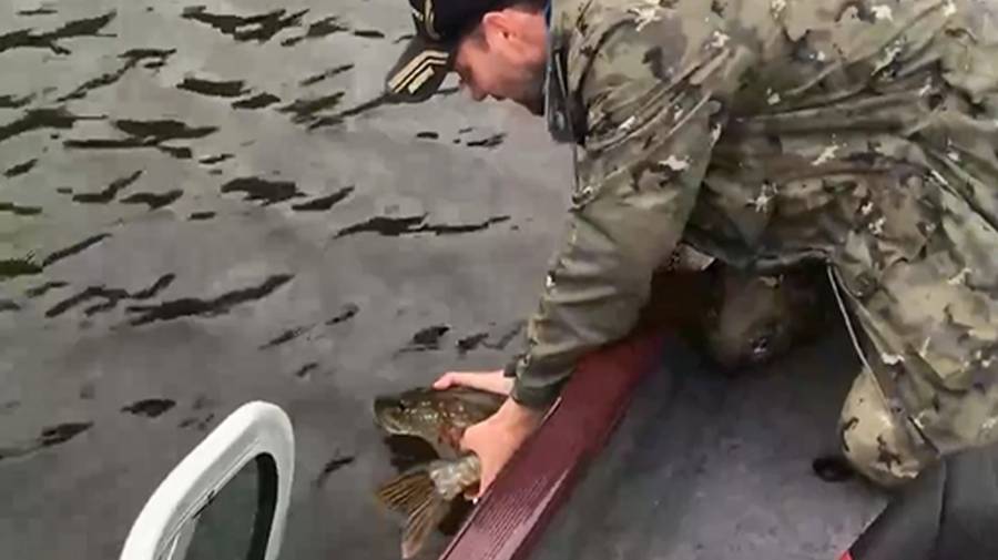 База отдыха «Щукино»: поймал и... отпустил!