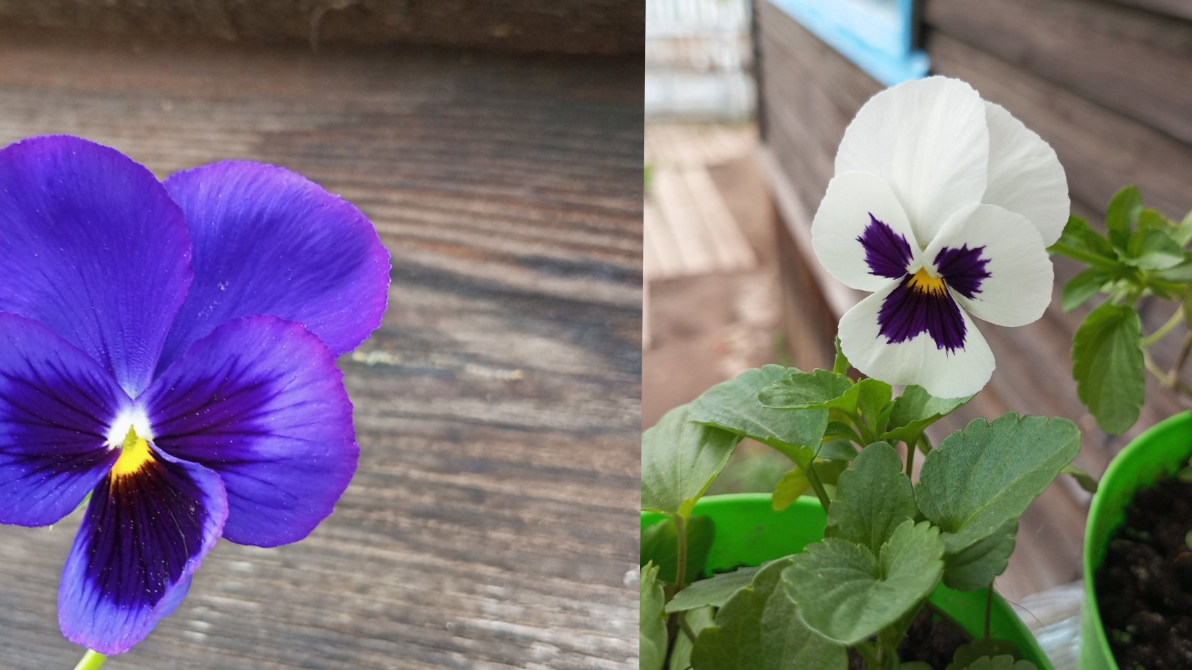 СЕЛЬСКИЕ БУДНИ 19-20.06.2025