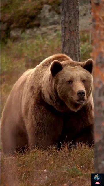 У медведей особенно развито обоняние. Они могут унюхать пищу на расстоянии нескольких километров.