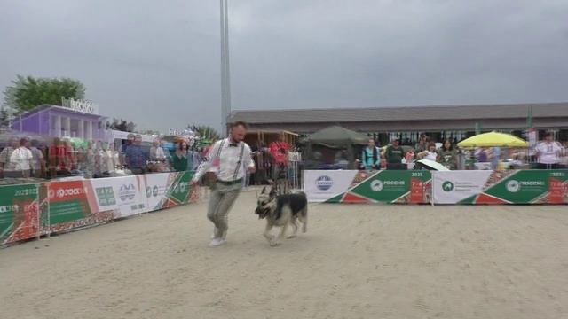 Гранд Энималс Зилим