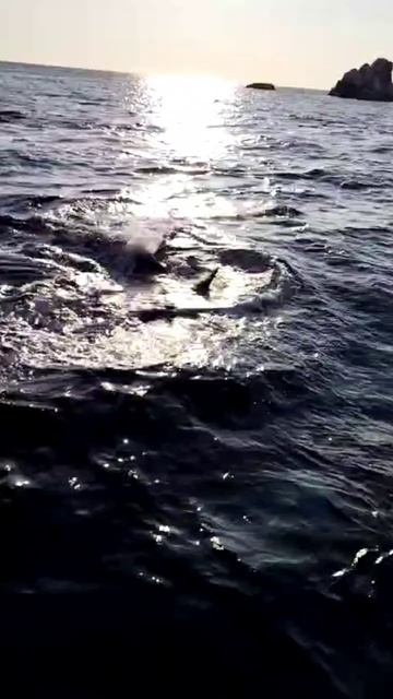 Касатки в Магадане 🙈👍🙃