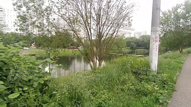 Что это за чудесное растение на берегу малого Солнцевского пруда?