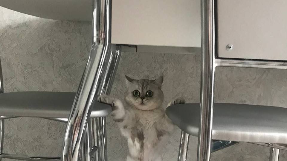 Солнечный зайчик