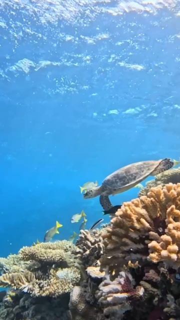 Pullman Maldives Maamutaa - подводный мир!