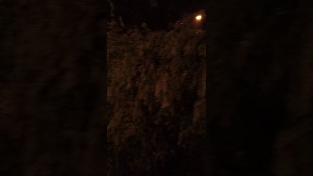 Упала роскошная черёмуха