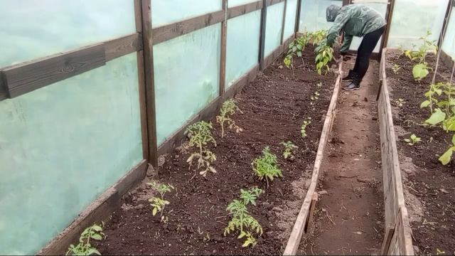 Тепличные дела, огурчики наливаются. 19.06.2025