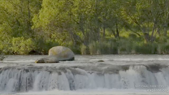 Рыба уже старается перепрыгнуть водопады и уйти не нерест