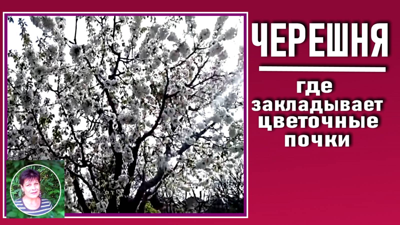 На каких ветках плодоносит черешня
