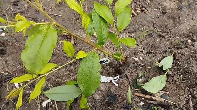 исправляем рост саженца