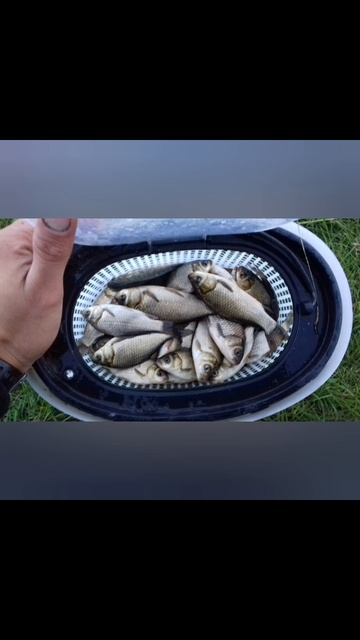 Немножко половил карасика на Старице. После работы на поплавок🎣 Наживка опарыш.